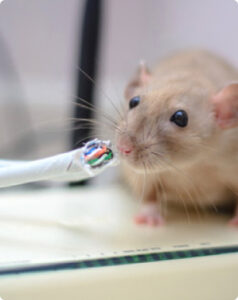 Rat Pest Control Perth, Rodent Control, Mice Removal